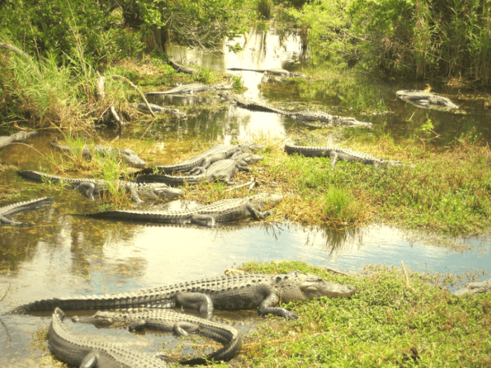 Visiter les Everglades - terre des alligators - Conseils & tarifs